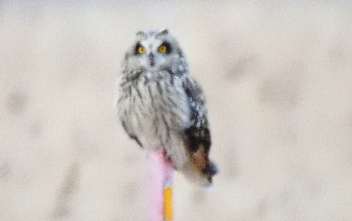 eBird Québec Checklist - 22 Mar 2024 - montée Robert - 1 species