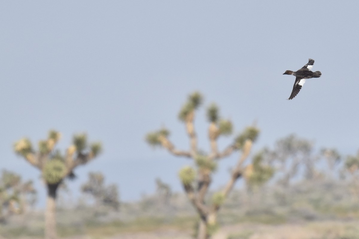 eBird Checklist - 22 Mar 2024 - Piute Ponds (permit required) - 58 ...