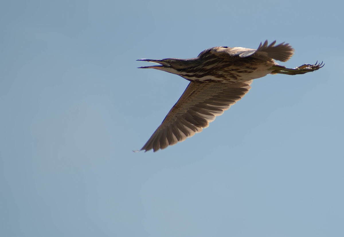 eBird Checklist - 22 Mar 2024 - Piute Ponds (permit required) - 76 ...