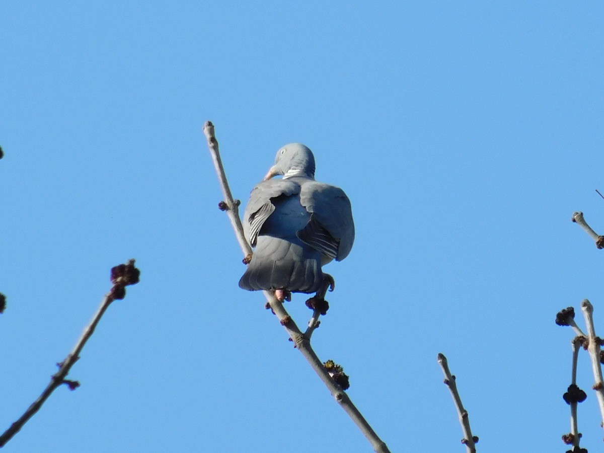 eBird Checklist - 23 Mar 2024 - Ada Ciganlija--Savsko Jezero, walking ...