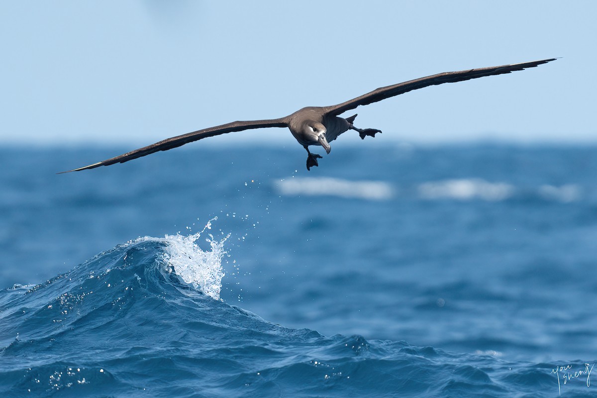 eBird Checklist - 22 Mar 2024 - 宜蘭--南方澳-東澳-南澳海域(Yilan--Nanfang'ao, Dong ...