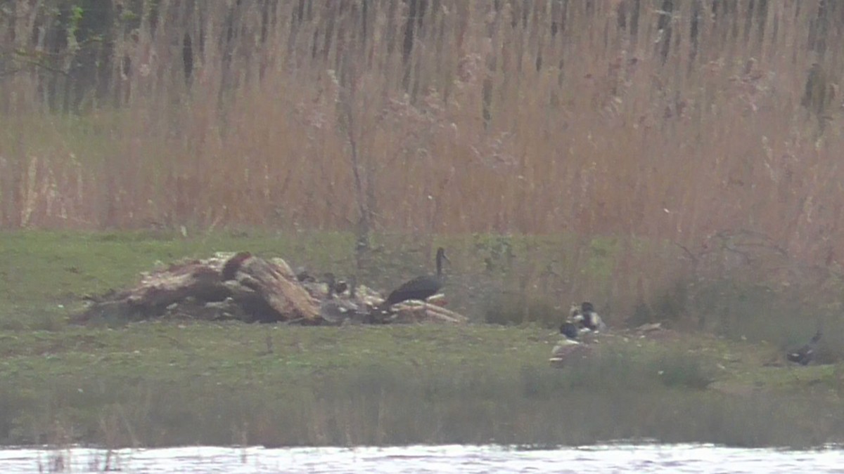 eBird Checklist - 18 Mar 2024 - Deeping Lakes Nature Reserve - 41 ...