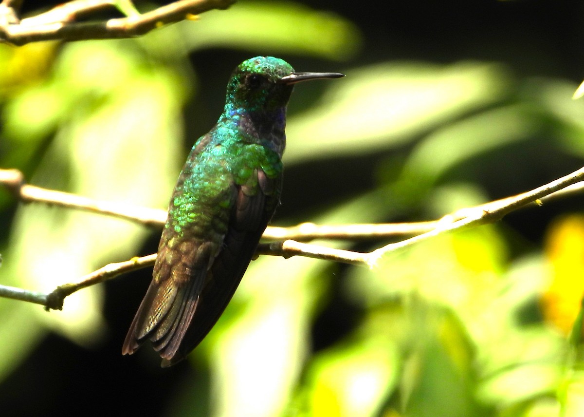 eBird Checklist - 20 Mar 2024 - RN Cañon del Río Claro - 47 species