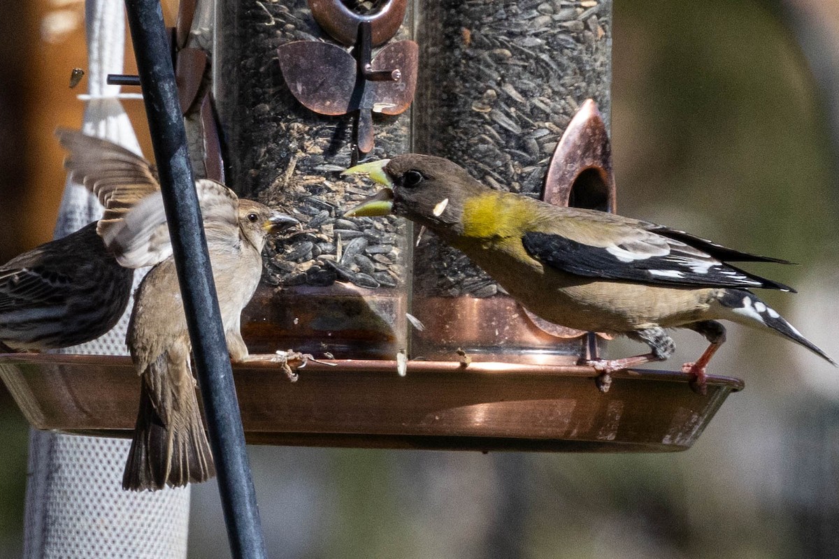 eBird Checklist - 22 Mar 2024 - 818 West D Street, Ogallala, Nebraska ...