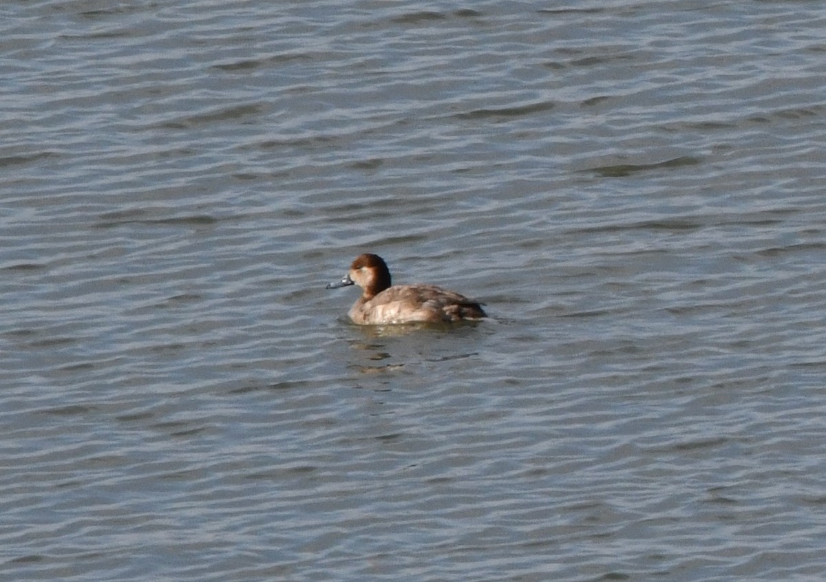 eBird Checklist - 23 Mar 2024 - Clinton Lake--Dam - 19 species