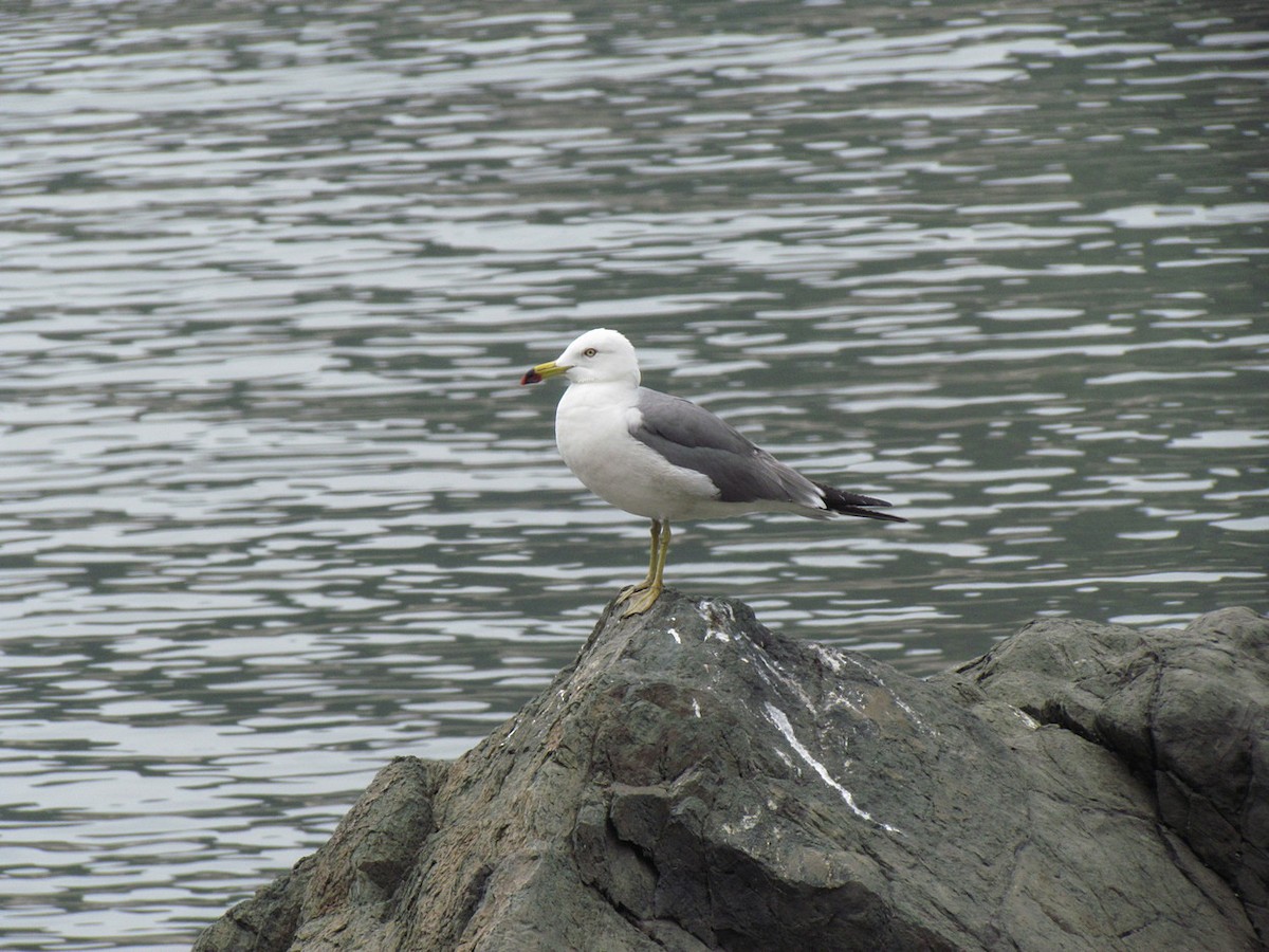 eBird Checklist - 26 May 2011 - 소청도(Socheong-do (island)) - 53 species ...