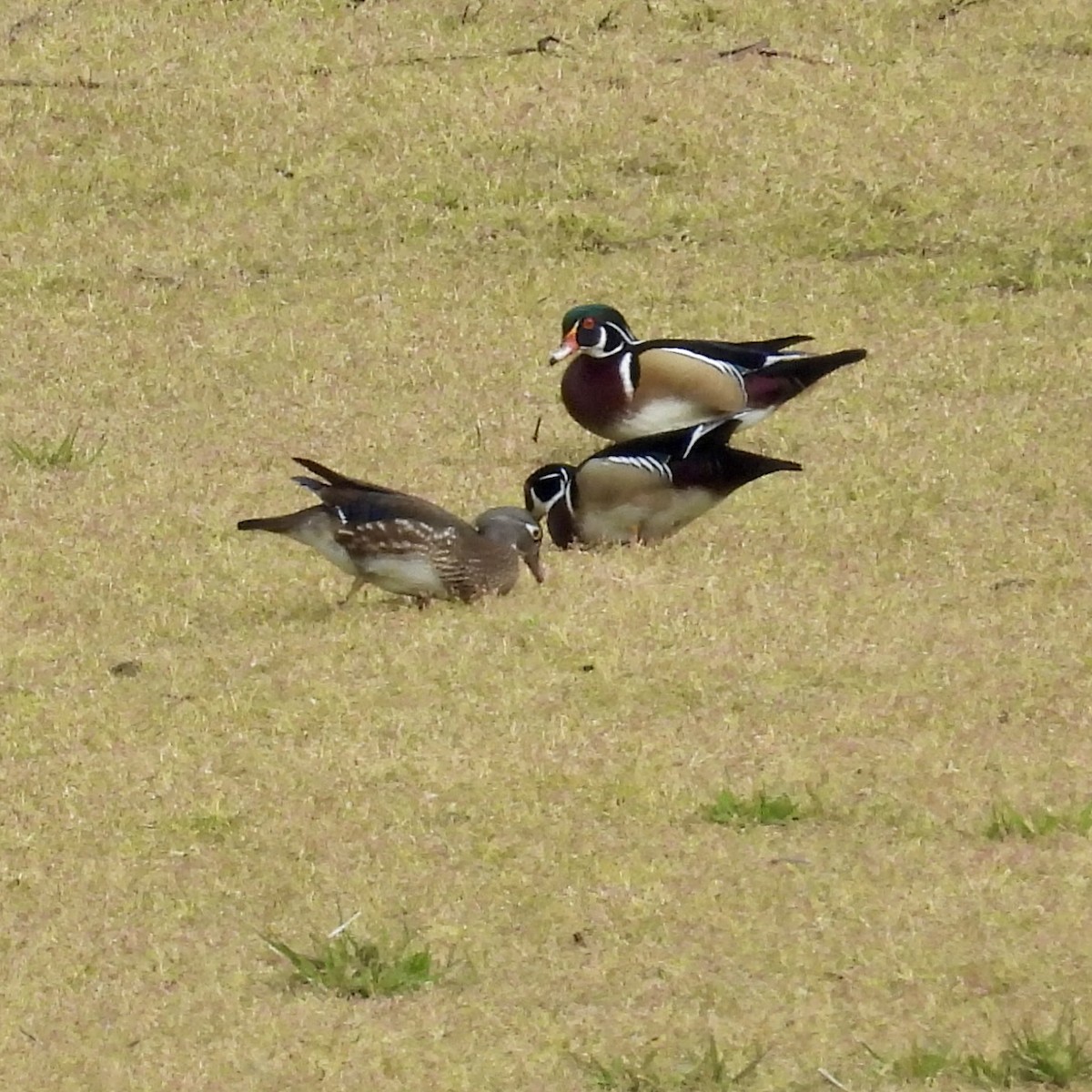 eBird Checklist - 22 Mar 2024 - Dorena Reservoir--East Wildlife Area ...