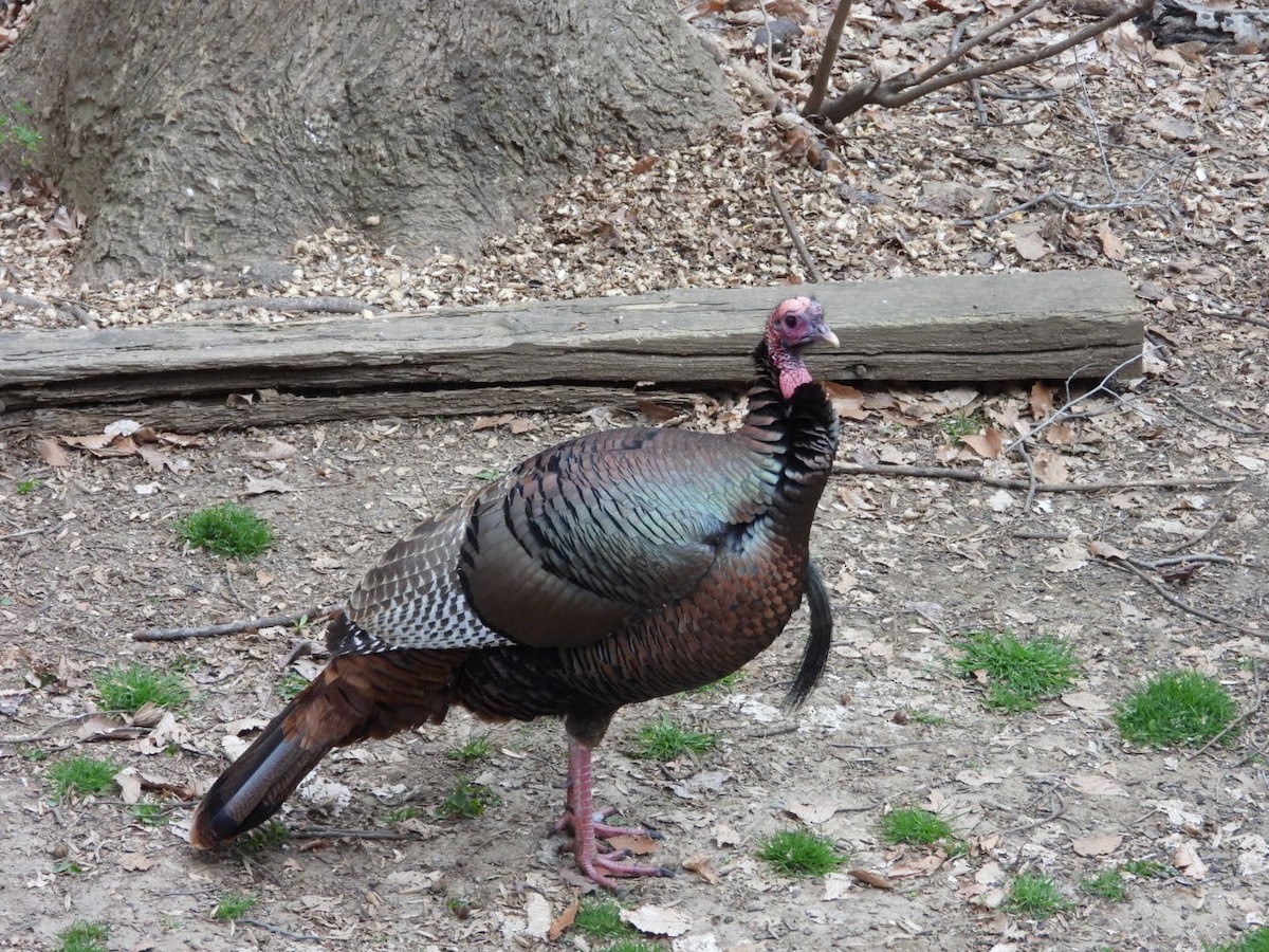 Pennsylvania Bird Atlas Checklist - 22 Mar 2024 - 6 Beechwood Circle - 25 species