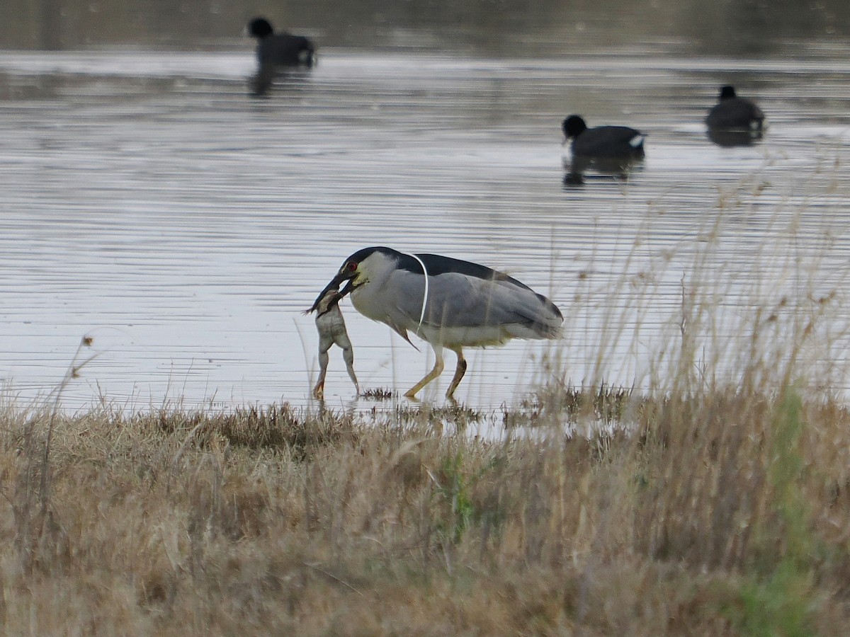eBird Checklist - 22 Mar 2024 - Piute Ponds (permit required) - 40 ...