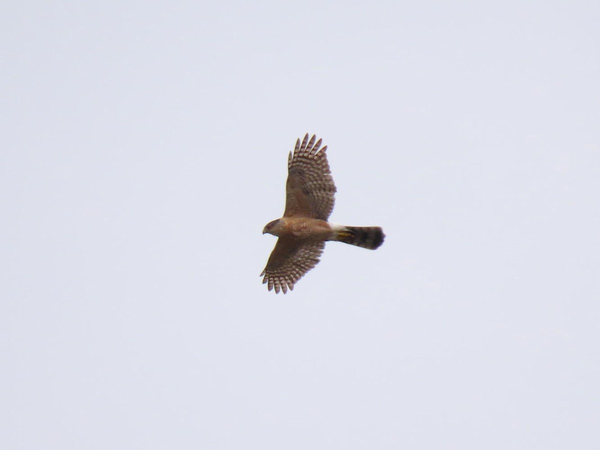 Pennsylvania Bird Atlas Checklist - 23 Mar 2024 - Yard 5th St. Chambersburg, PA - 13 species