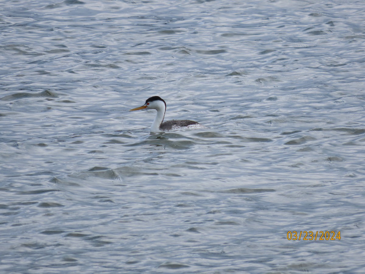 eBird Checklist - 23 Mar 2024 - Richmond Ferry Terminal (do not use for ...