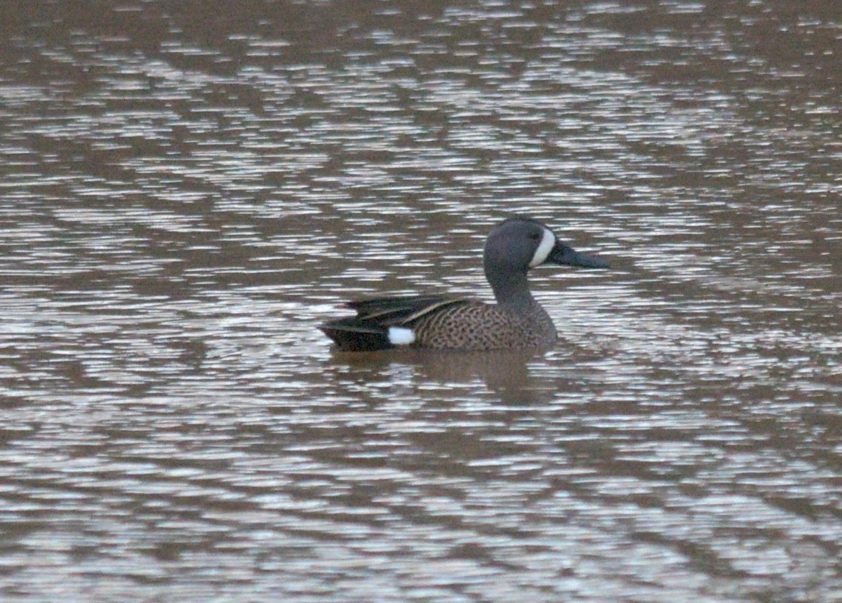 eBird Checklist - 23 Mar 2024 - Green Pond (flooded field, ponds and ...