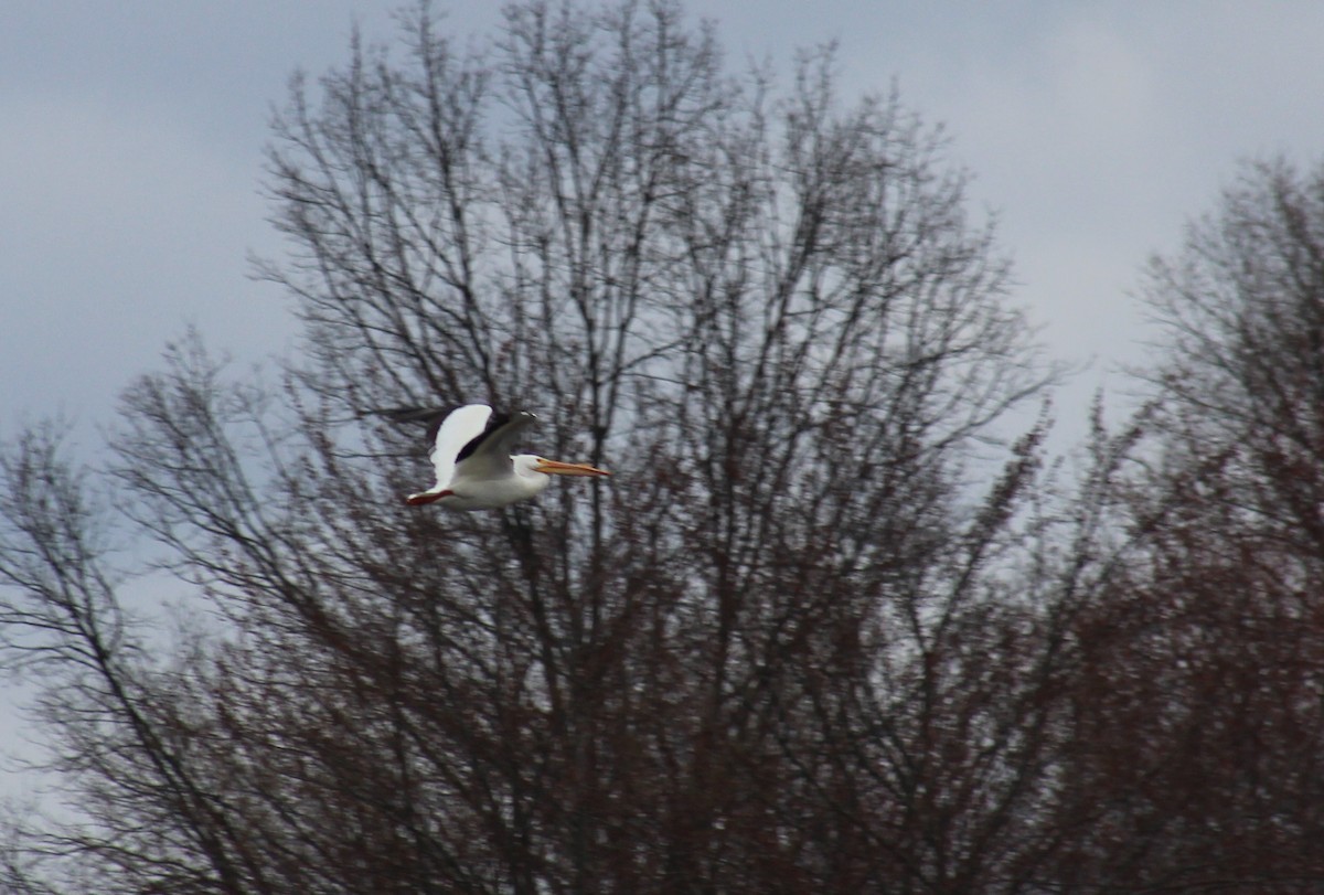 eBird Checklist - 23 Mar 2024 - Eagle Observation Area - Stark Parks ...