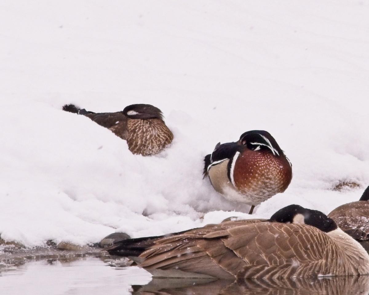 eBird Checklist - 23 Mar 2024 - Calgary--Carburn Park - 33 species (+3 ...