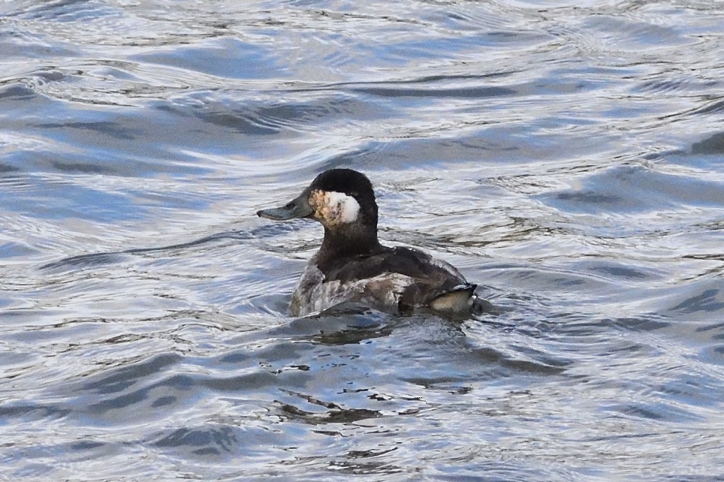 Pennsylvania Bird Atlas Checklist - 23 Mar 2024 - Silver Crest Rd. Ponds - 6 species