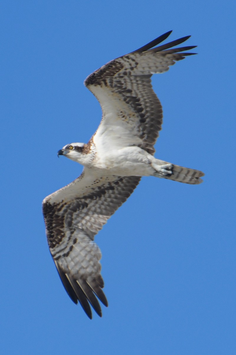 eBird Checklist - 29 Mar 2022 - Viera and Vicinity - Restricted access ...