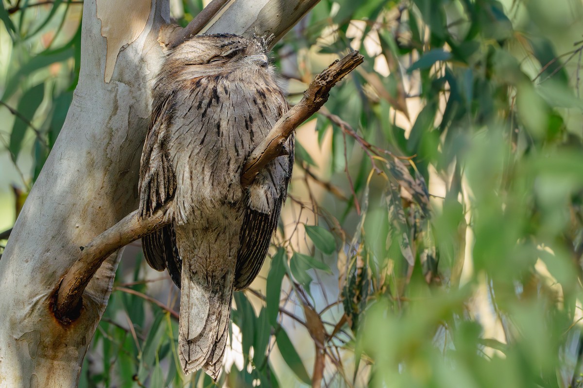 eBird Checklist - 24 Mar 2024 - Yarra Bend Park--Dights Falls - 25 species