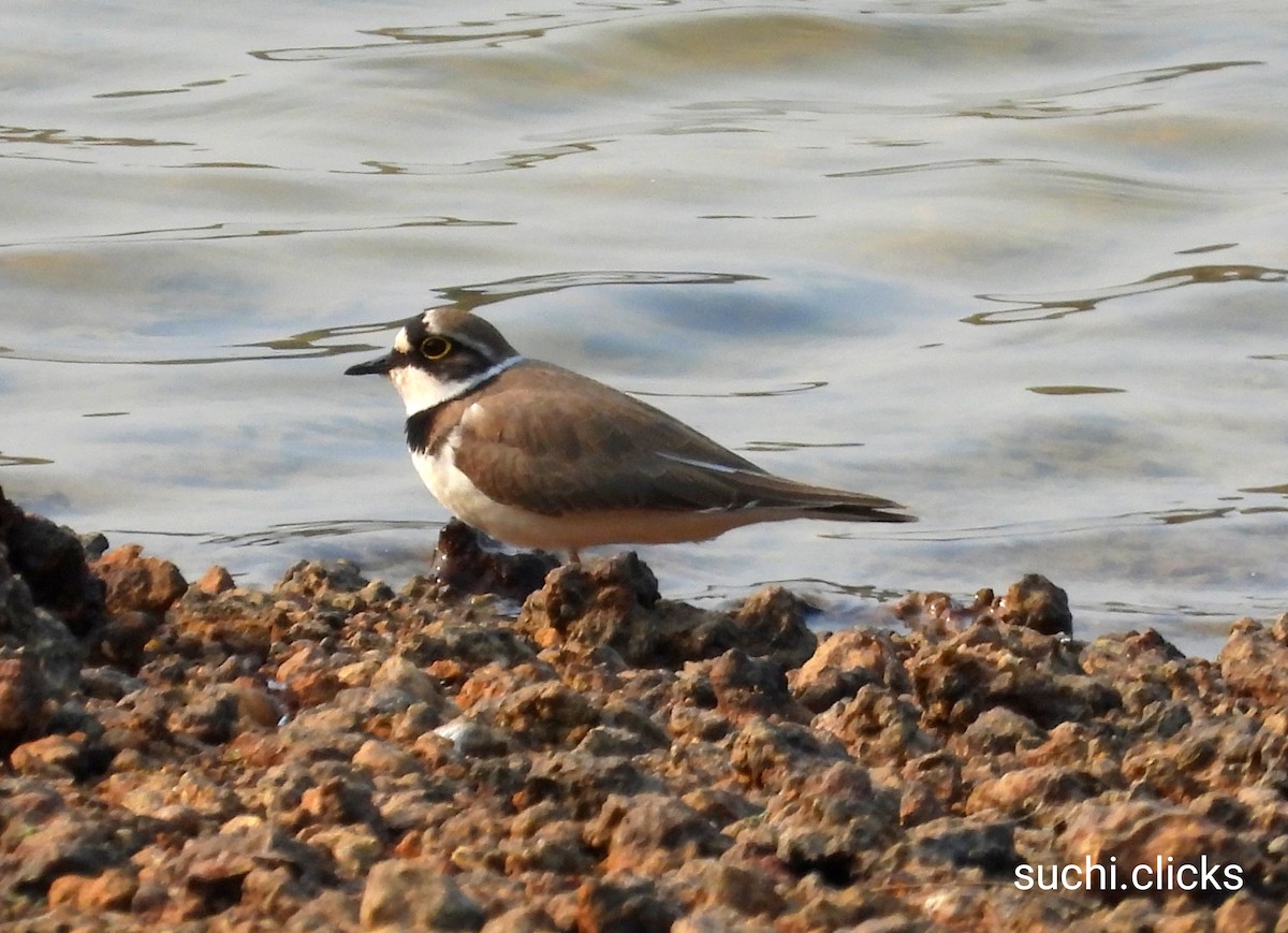eBird Checklist - 24 Mar 2024 - Manipal Lake - 29 species
