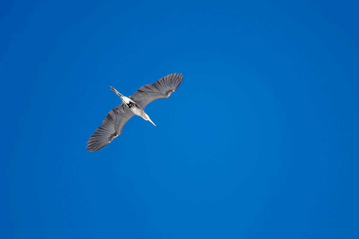 eBird Checklist - 24 Mar 2024 - Wendt Beach Park - 31 species