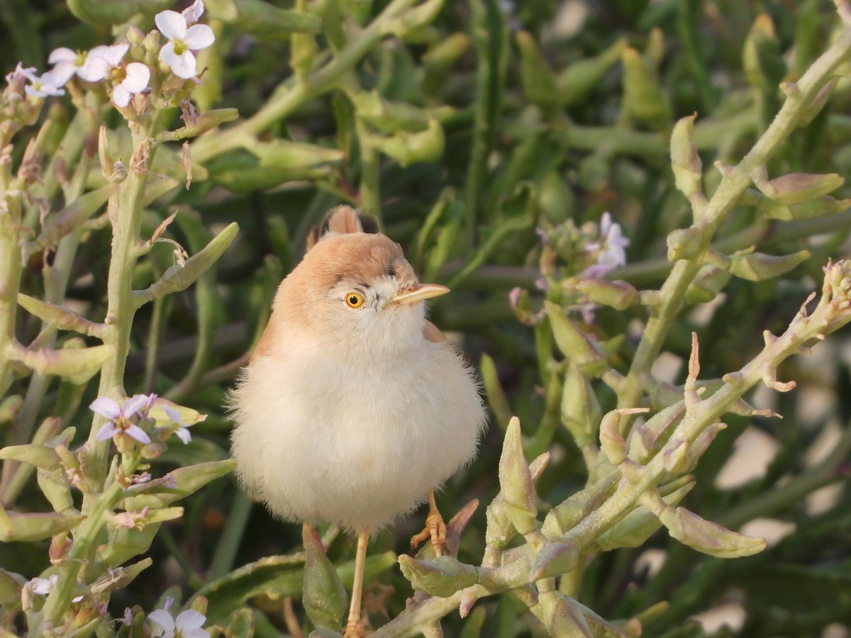 Israel Breeding Bird Atlas Checklist - 24 Mar 2024 - חוף הסטודנטים - 10 ...