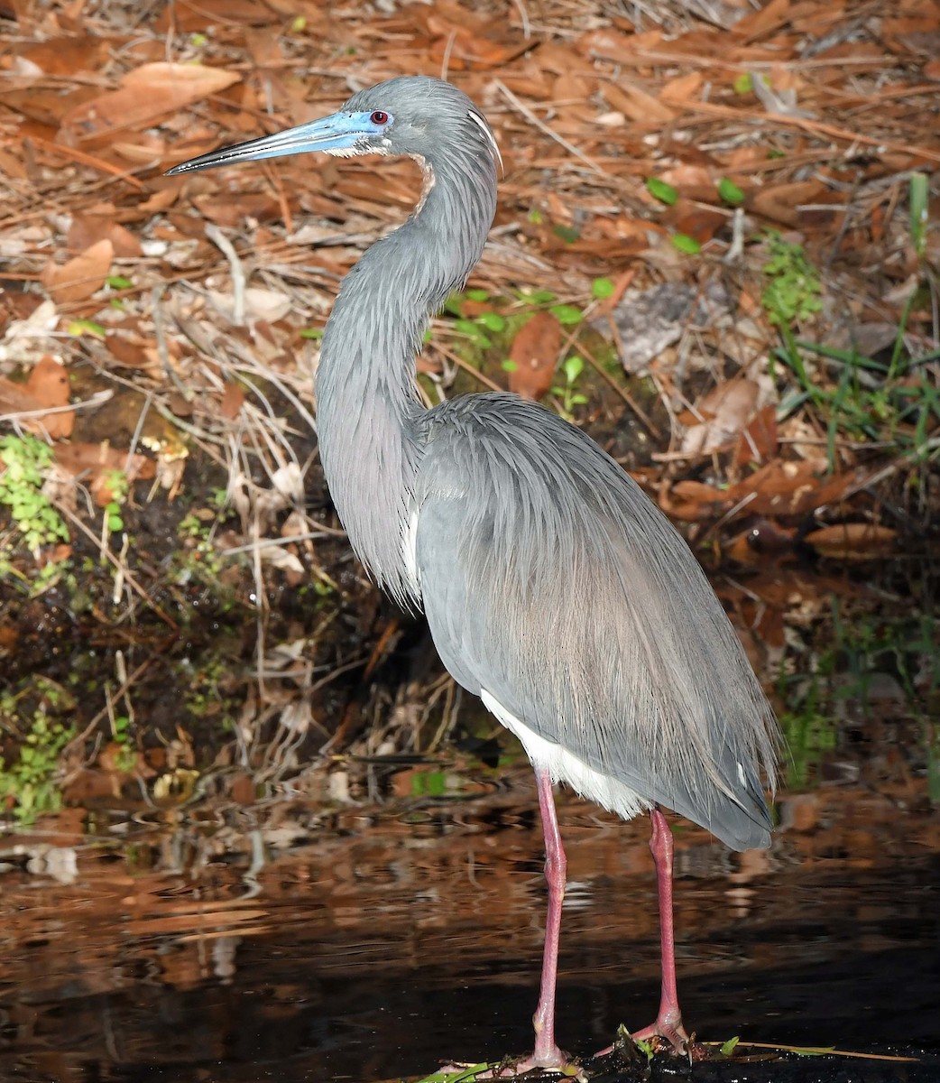 eBird Checklist - 24 Mar 2024 - 6566 Ridgewood Drive, Naples, Florida ...