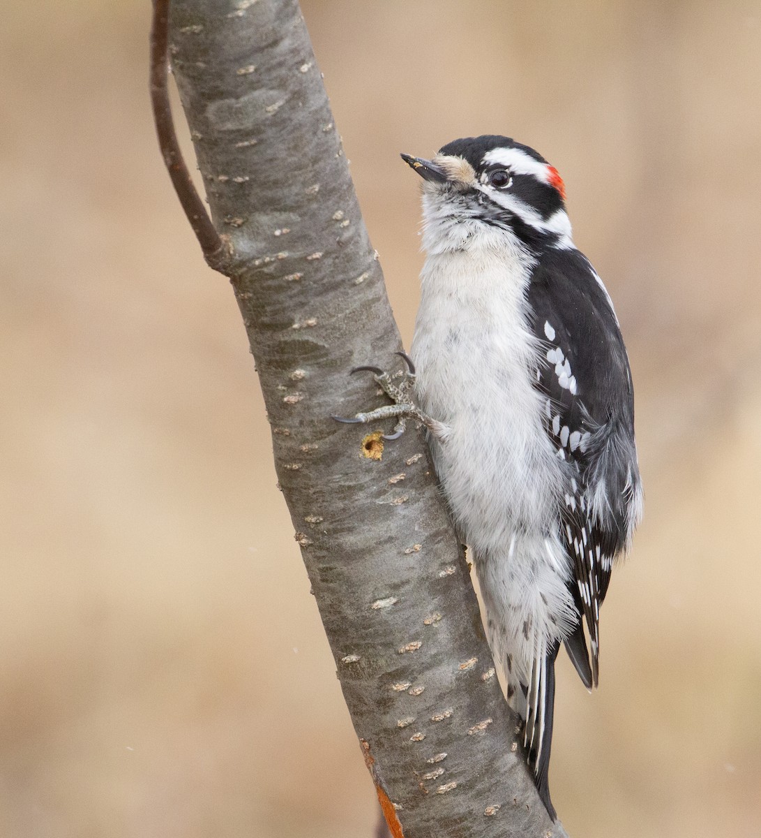 eBird Checklist - 24 Mar 2024 - Northland College Campus - 18 species
