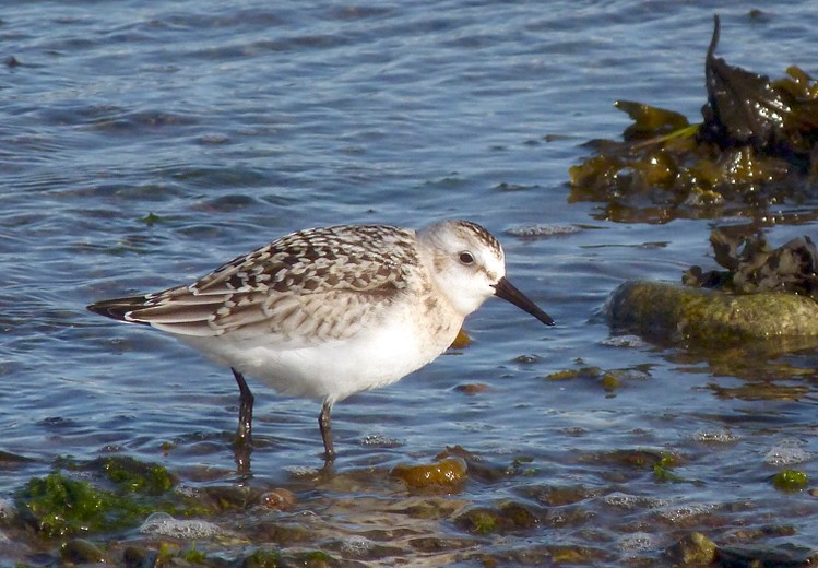 eBird Checklist - 23 Aug 2011 - Île-aux-Basques - 51 species
