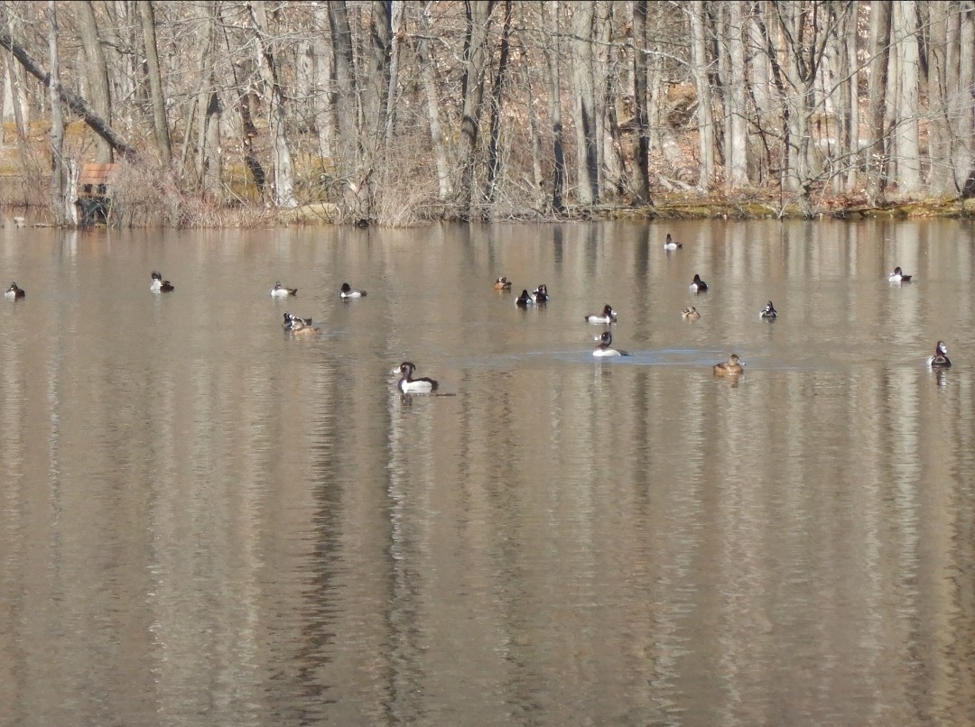 eBird Checklist - 24 Mar 2024 - Bee Meadow Park - 33 species
