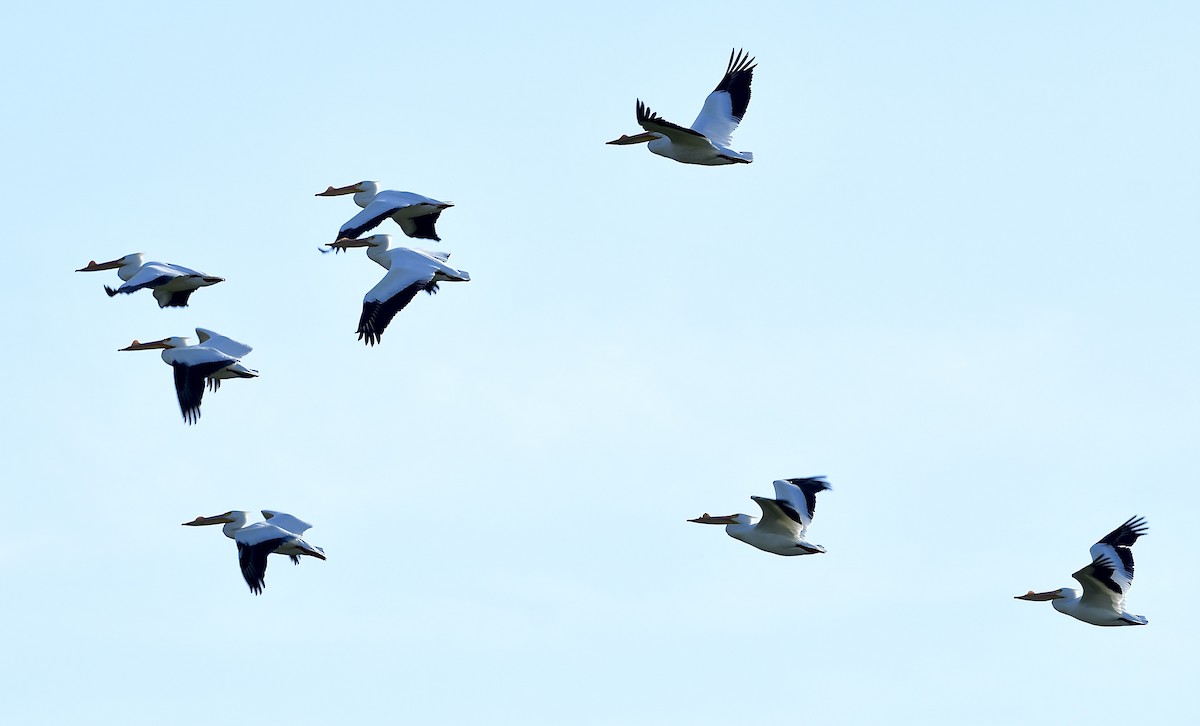 eBird Checklist - 24 Mar 2024 - ACBS Surveys ONLY - Singing River ...