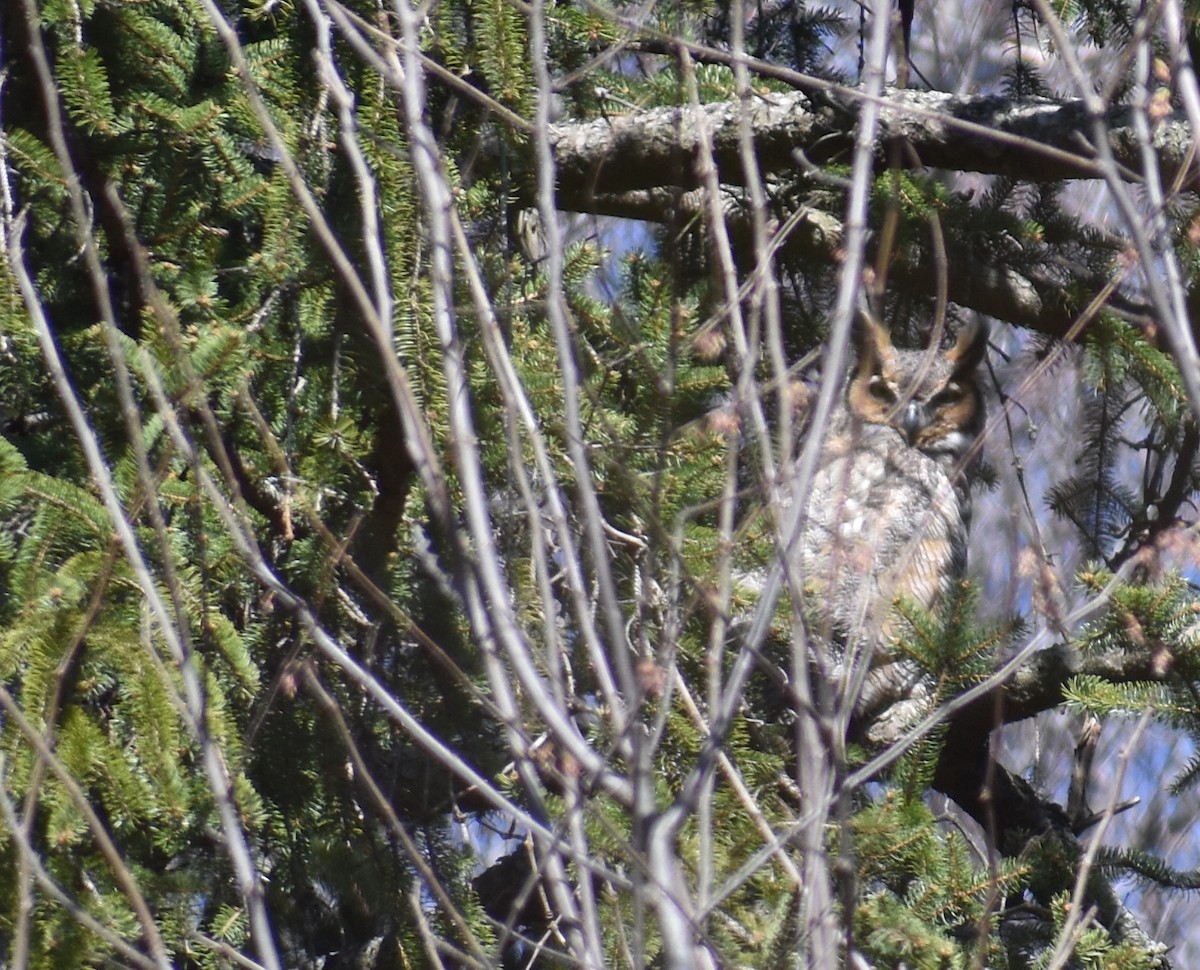 Pennsylvania Bird Atlas Checklist - 24 Mar 2024 - Haverford Reserve - 27 species