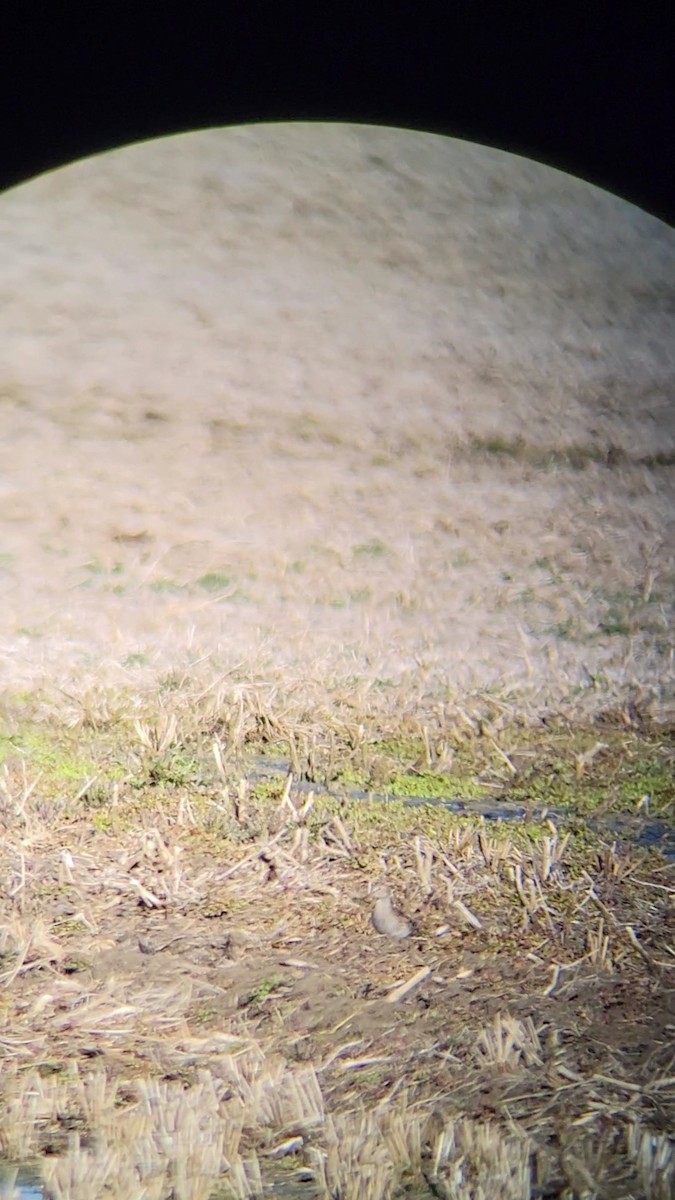 Pennsylvania Bird Atlas Checklist - 24 Mar 2024 - Fort Rice Road ...