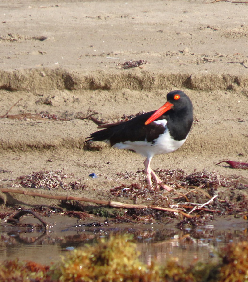 eBird Checklist - 22 Mar 2024 - Laguna de Caratasca--old pier - 21 species