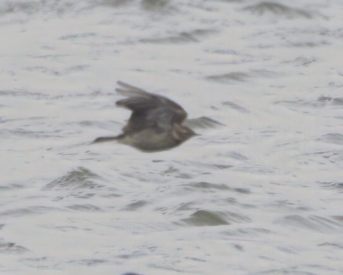 eBird Checklist - 23 Mar 2024 - Dorchester Park - 5 species
