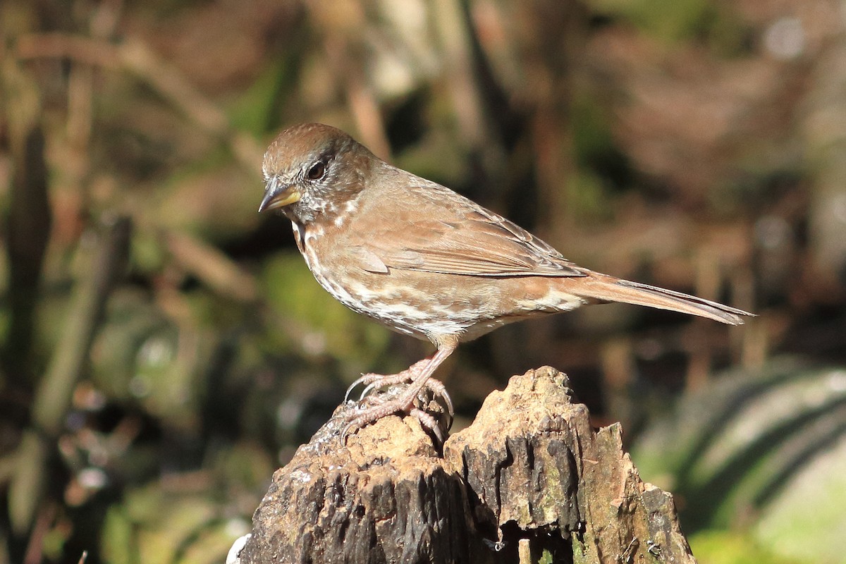 eBird Checklist - 15 Mar 2024 - Richmond Nature Park - 11 species