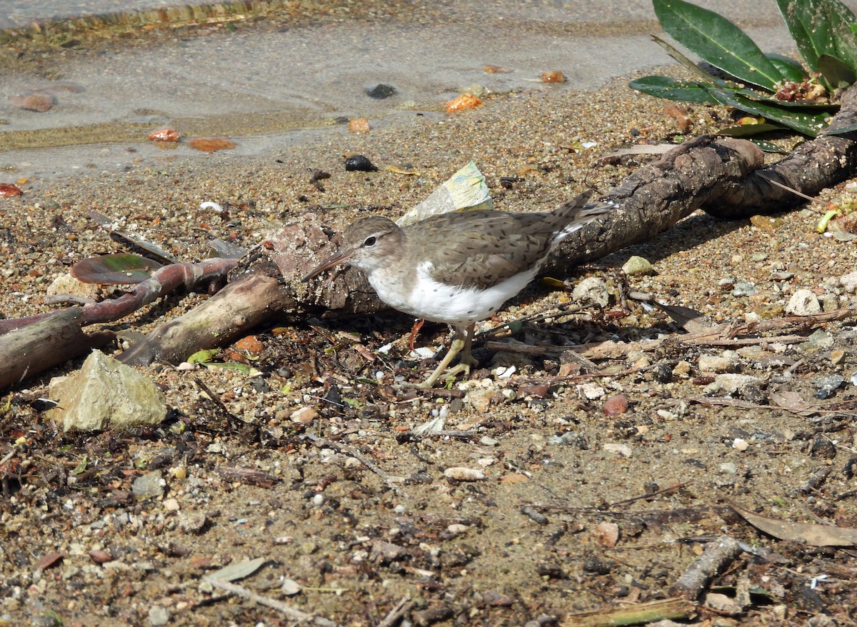 eBird Checklist - 24 Mar 2024 - Frank G. Bonelli RP/Puddingstone ...