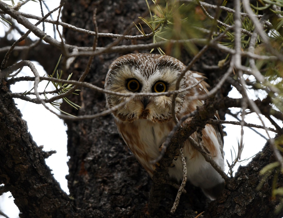 eBird Checklist - 23 Mar 2024 - Corduroy Canyon - 16 species