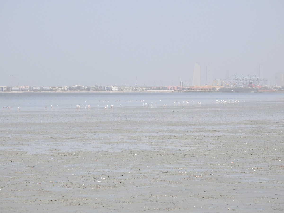 eBird Checklist - 20 Mar 2024 - Sulaibikhat Bay - Beach west of Nature ...