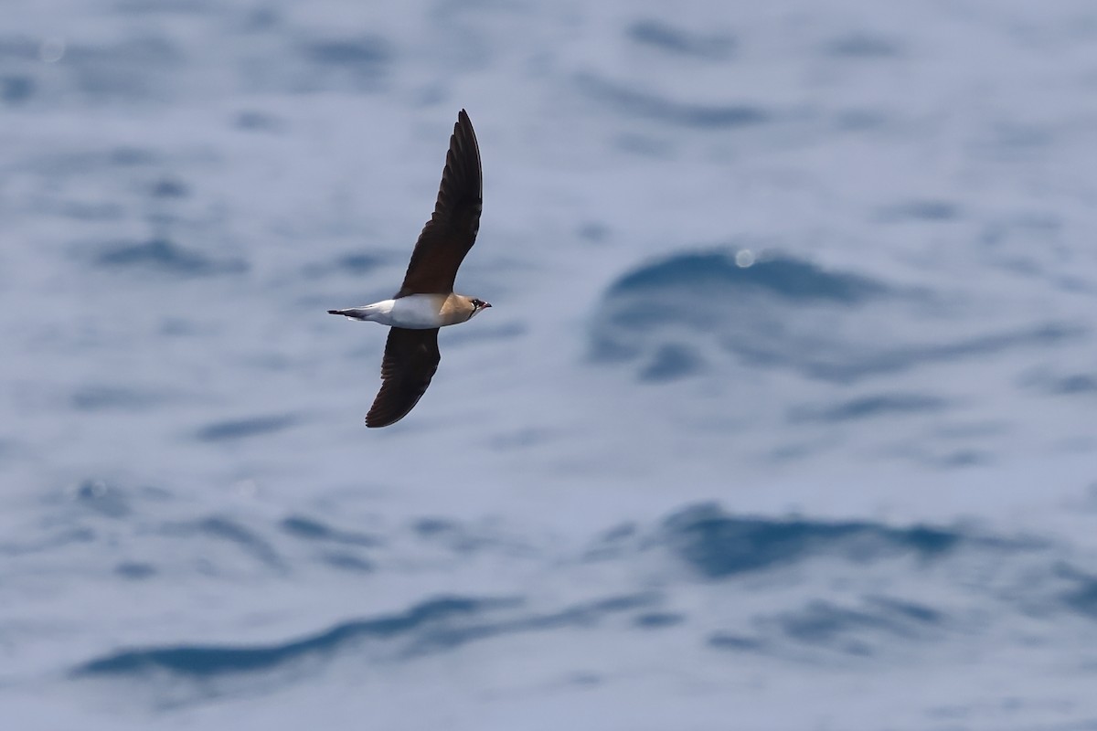 eBird Checklist - 25 Mar 2024 - 宜蘭--南方澳-東澳-南澳海域(Yilan--Nanfang'ao, Dong ...