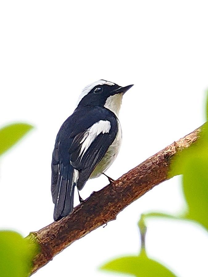eBird Malaysia Checklist - 21 Mar 2024 - Taman Eko Rimba Parit Falls - 16 species
