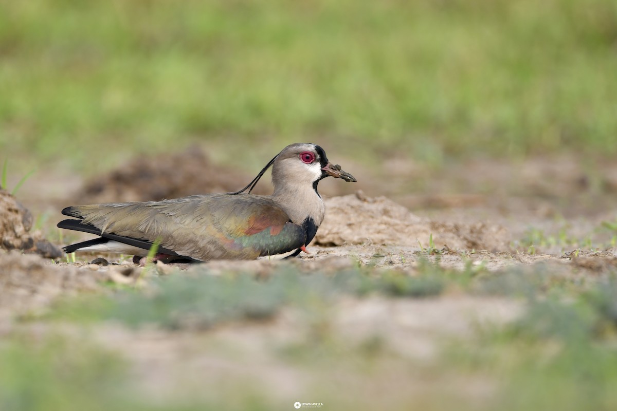 ML616463976 - Southern Lapwing - Macaulay Library
