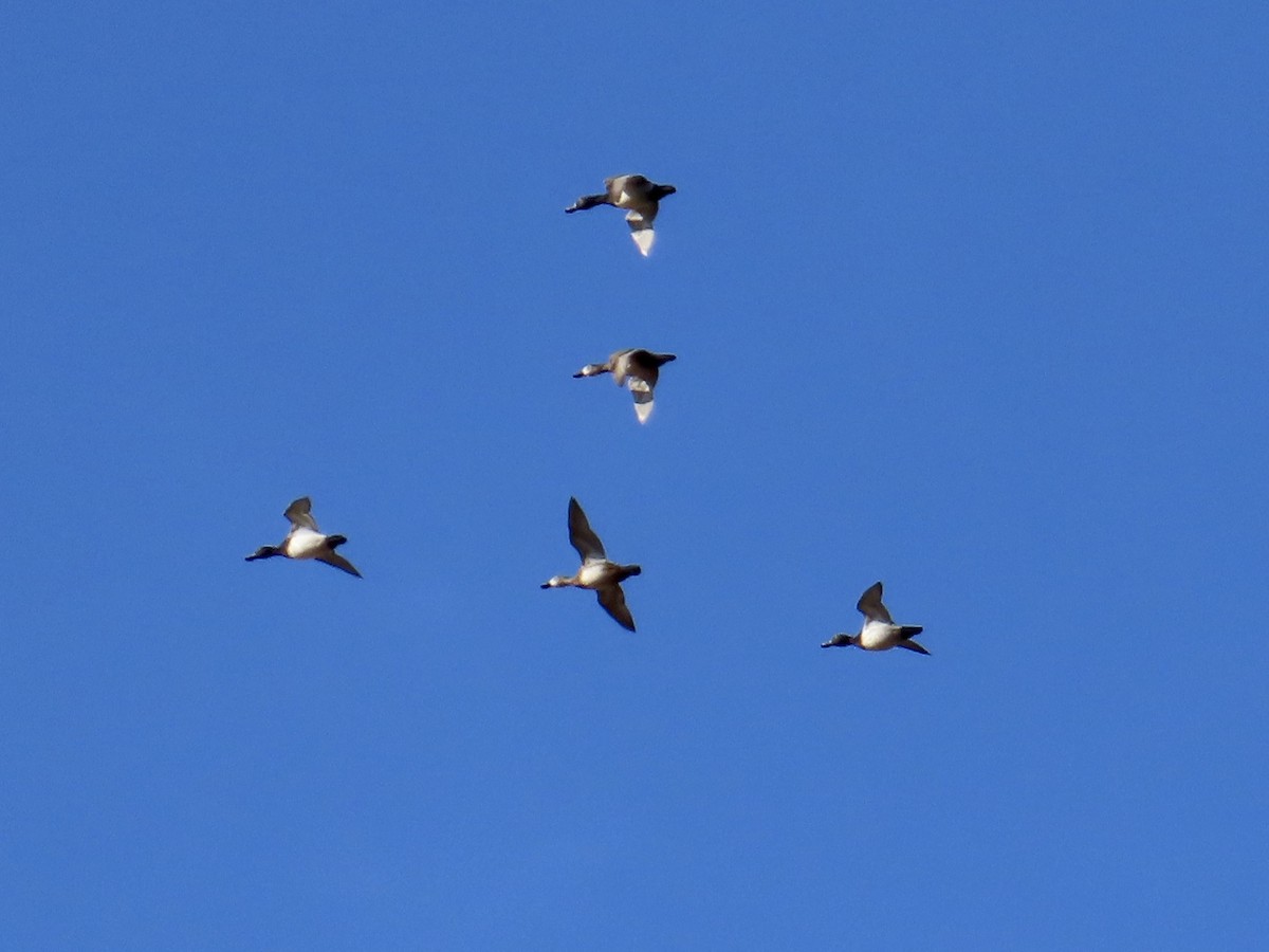 Pennsylvania Bird Atlas Checklist - 16 Mar 2024 - Allegheny NF--Buzzard ...