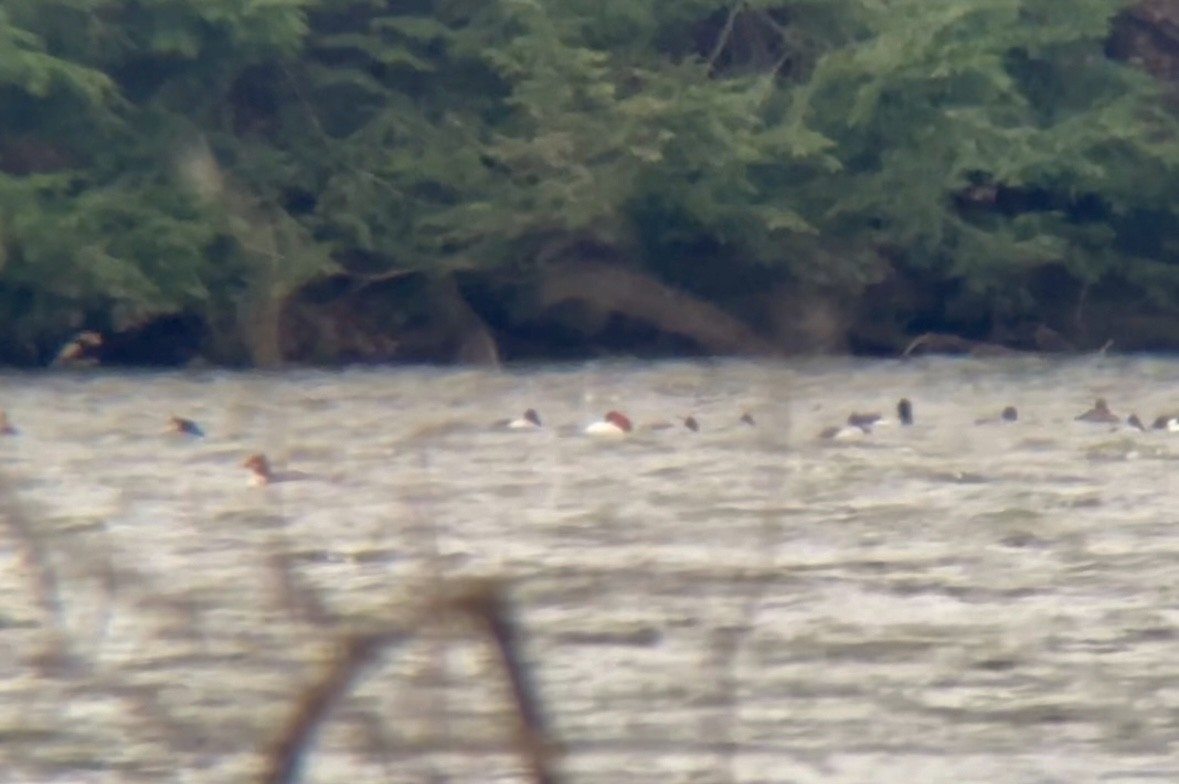 Pennsylvania Bird Atlas Checklist - 17 Mar 2024 - Kyle Lake - 16 species (+1 other taxa)