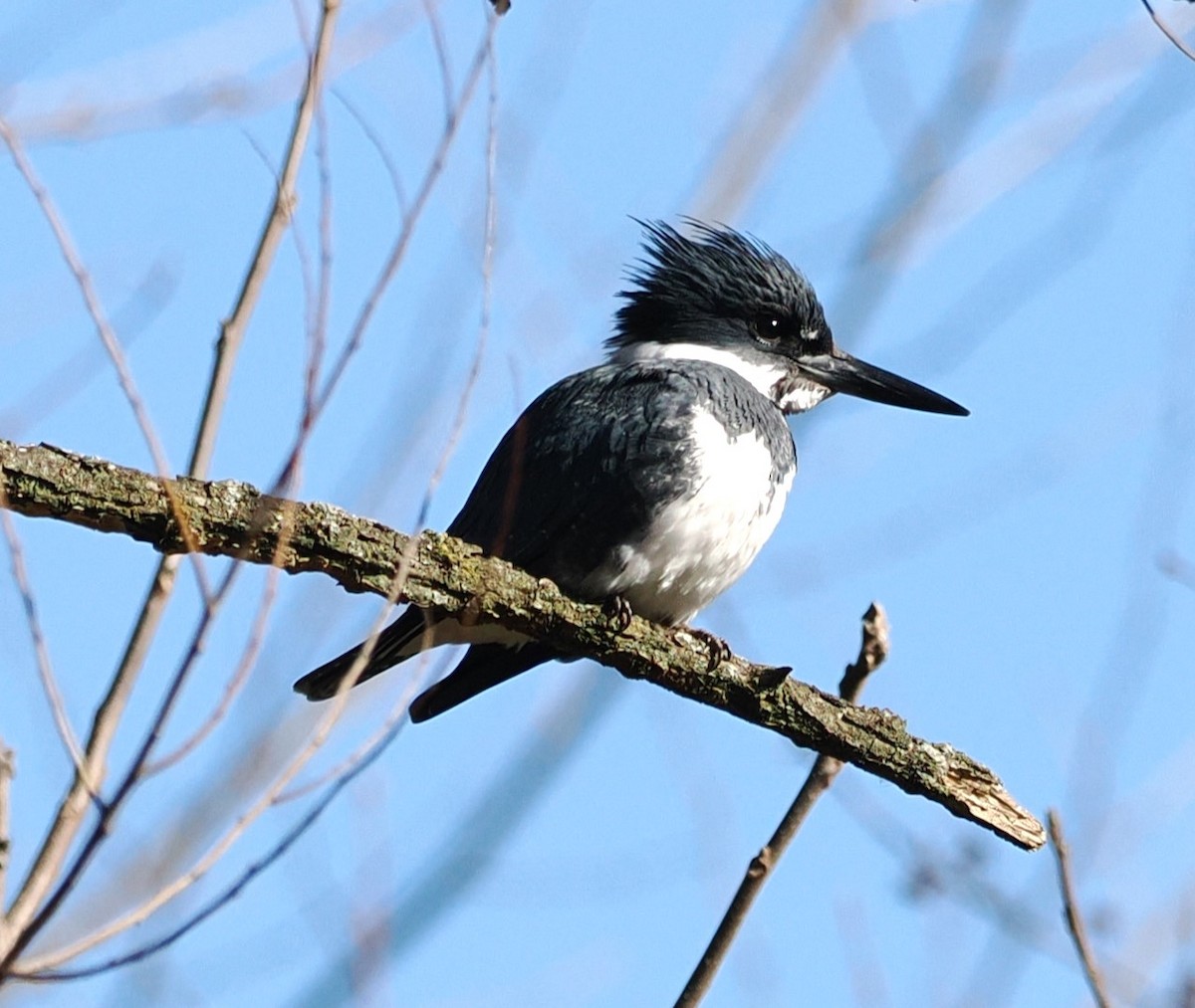 Pennsylvania Bird Atlas Checklist - 25 Mar 2024 - Angelica Creek Park ...