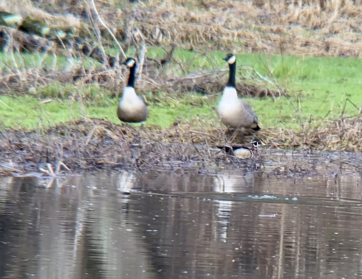 Pennsylvania Bird Atlas Checklist - 17 Mar 2024 - Lighthouse Island - 36 species (+1 other taxa)