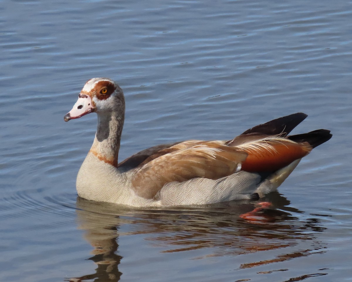 eBird Checklist - 25 Mar 2024 - Lake Osborne Drive, Lake Worth - 18 species