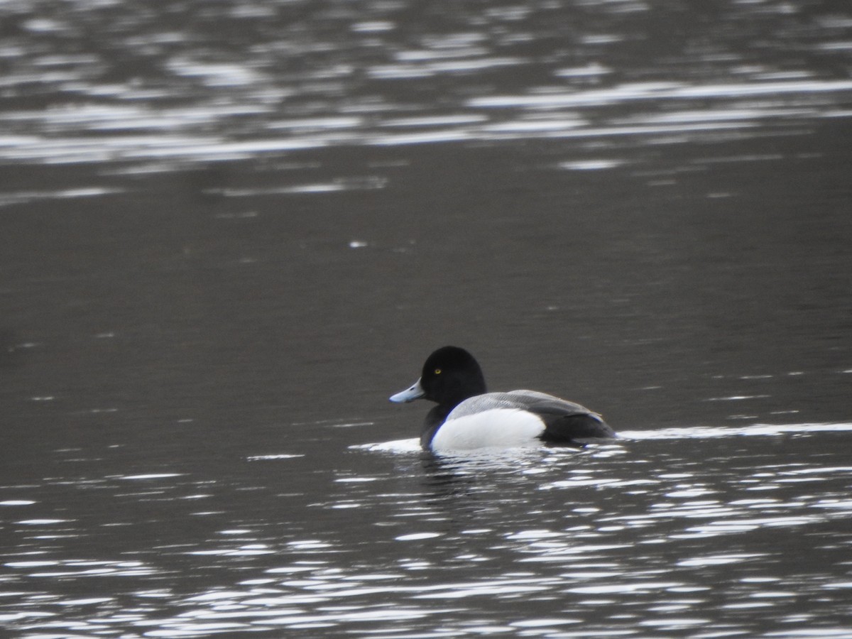 eBird Checklist - 25 Mar 2024 - Cincinnati Nature Center--Rowe Woods ...