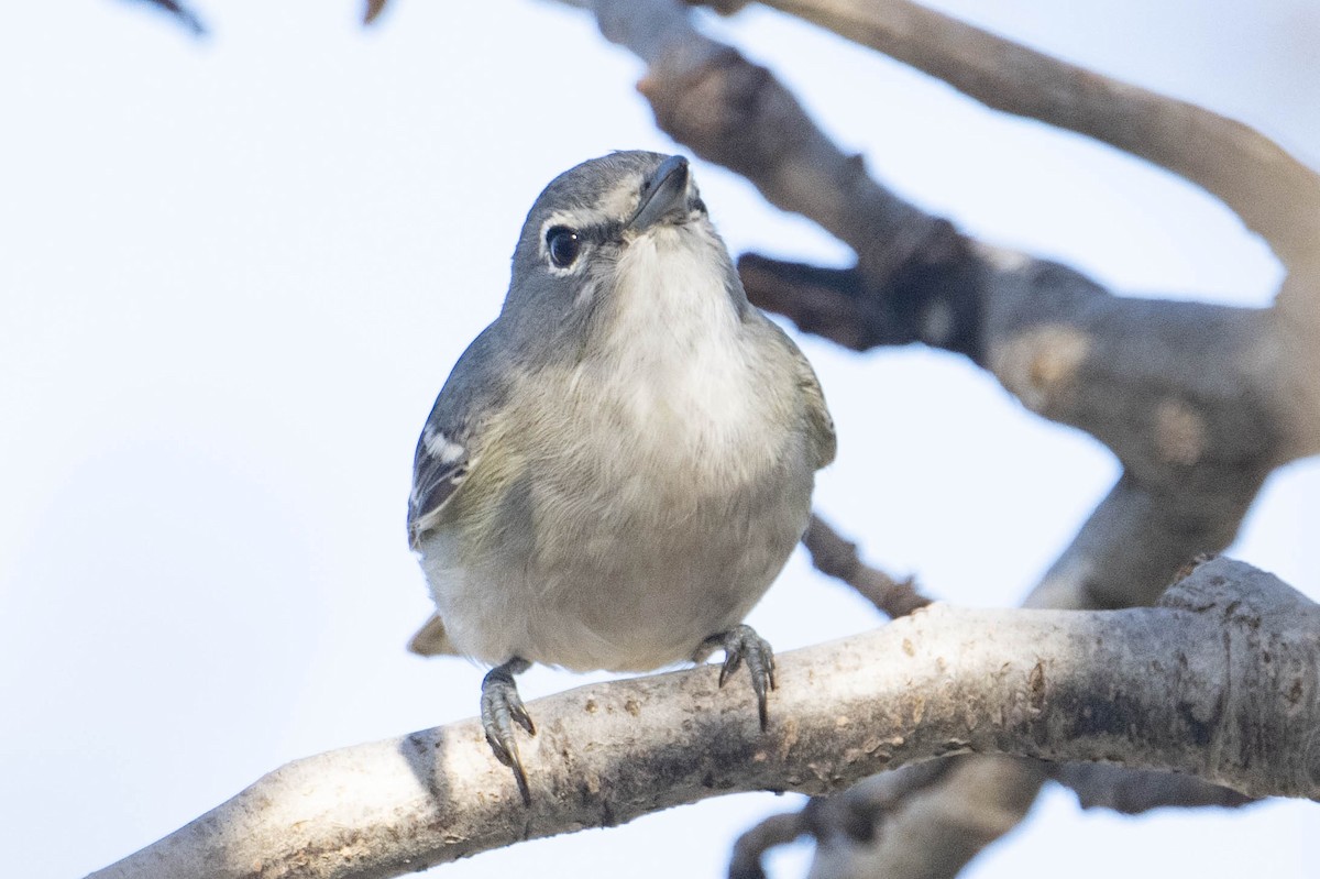 ML616480462 - Plumbeous Vireo - Macaulay Library