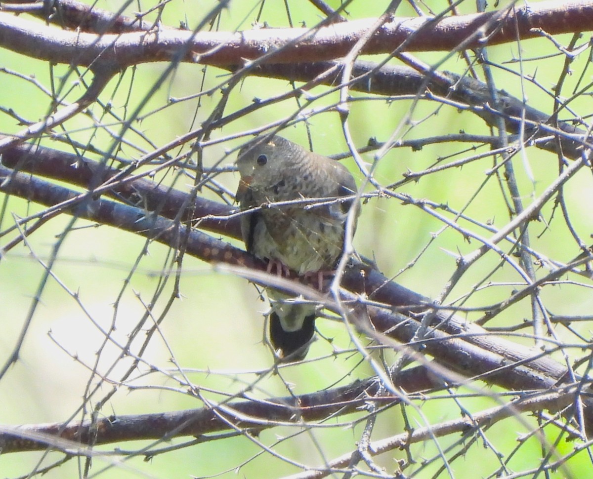 eBird Checklist - 23 Mar 2024 - King Ranch--Norias Division (Kenedy Co ...