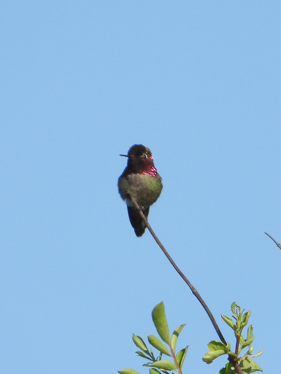 eBird Checklist - 25 Mar 2024 - Talbert Regional Park (North) - 42 species