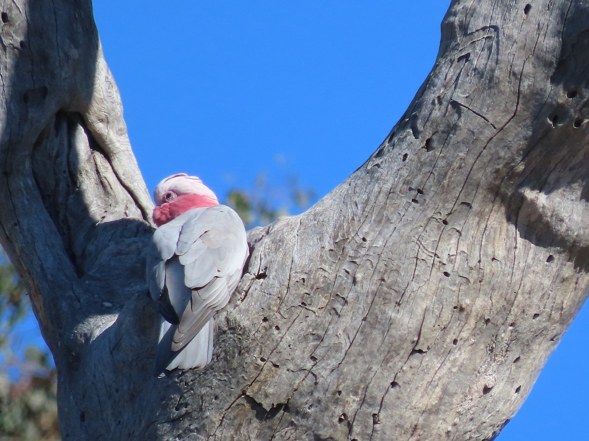 eBird Australia Checklist - 26 Mar 2024 - Farrer Ridge Nature Reserve ...